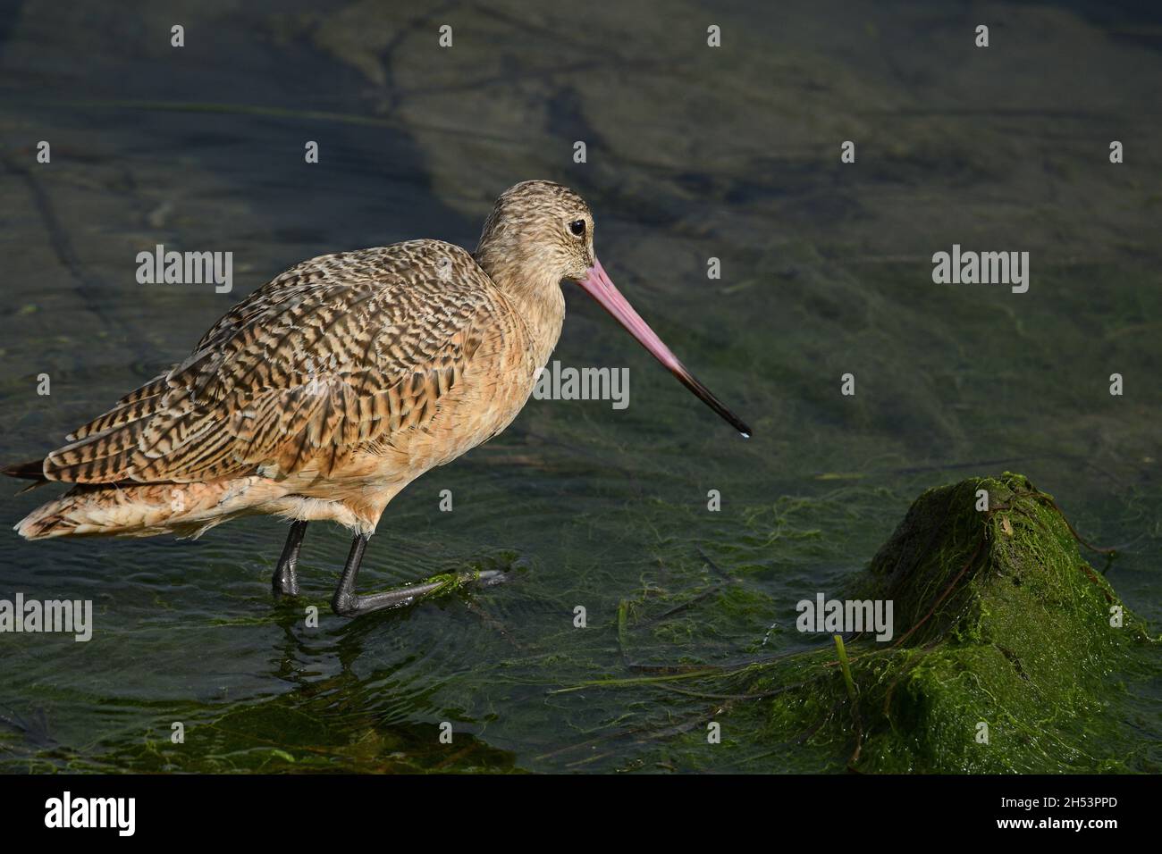 Marbled Godwit (Limosa fedoa) in San Diego, California, USA Stock Photo ...
