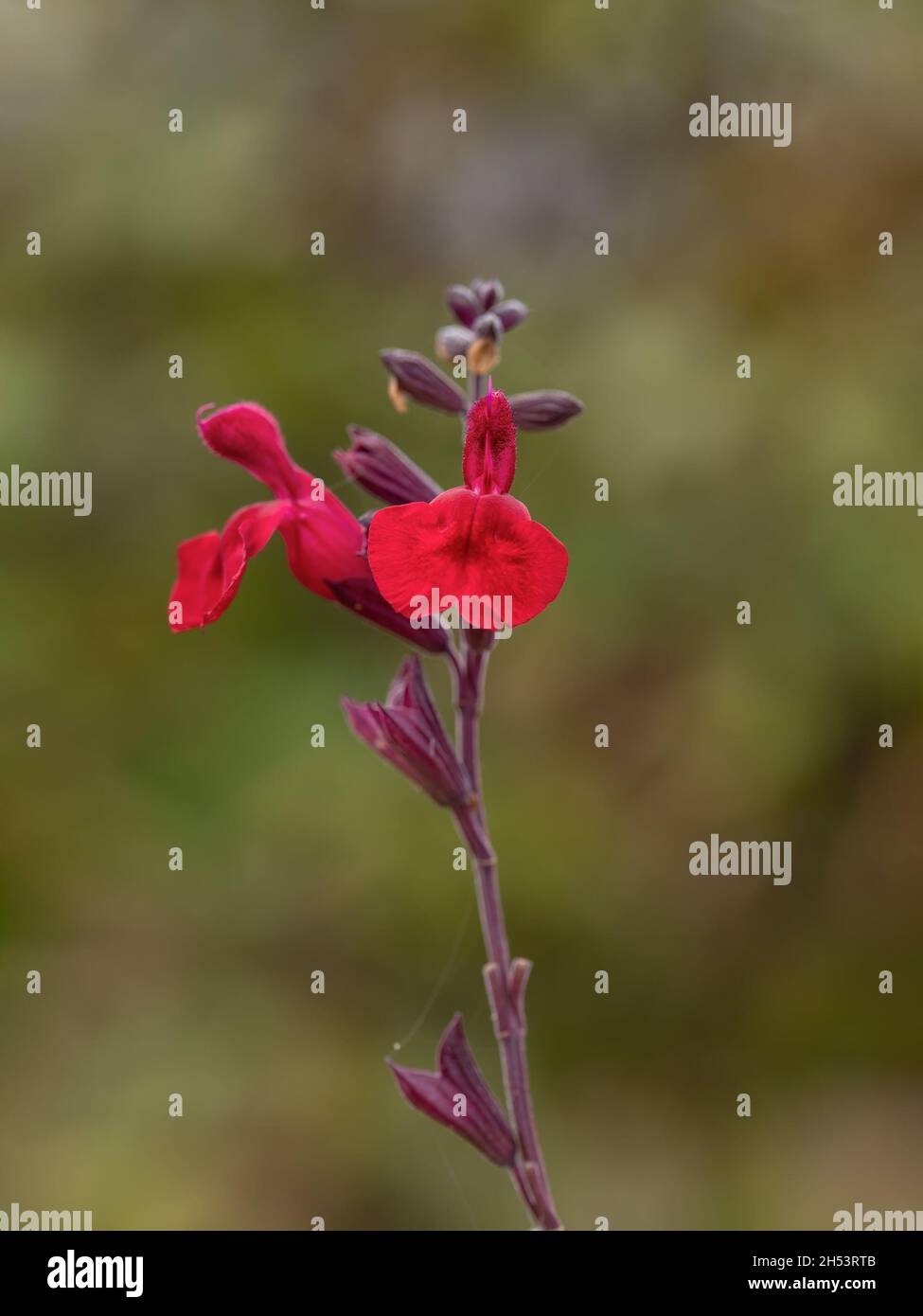 Salvia ‘silas dyson’ hi-res stock photography and images - Alamy