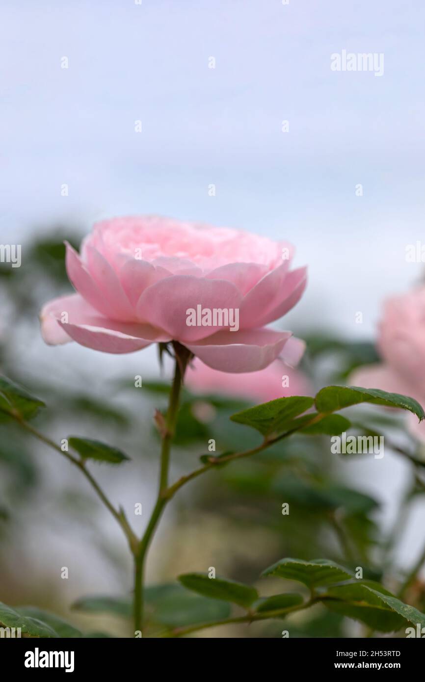 English shrub rose hi-res stock photography and images - Alamy