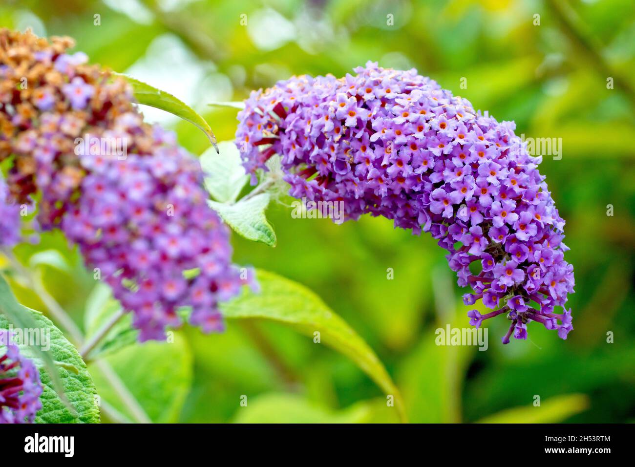 Buddleia or Buddleja (buddleja davidii), also known as Butterfly Bush ...