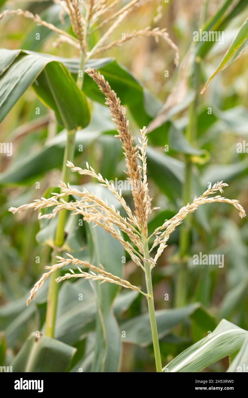 Sweetcorn growing garden hi-res stock photography and images - Alamy