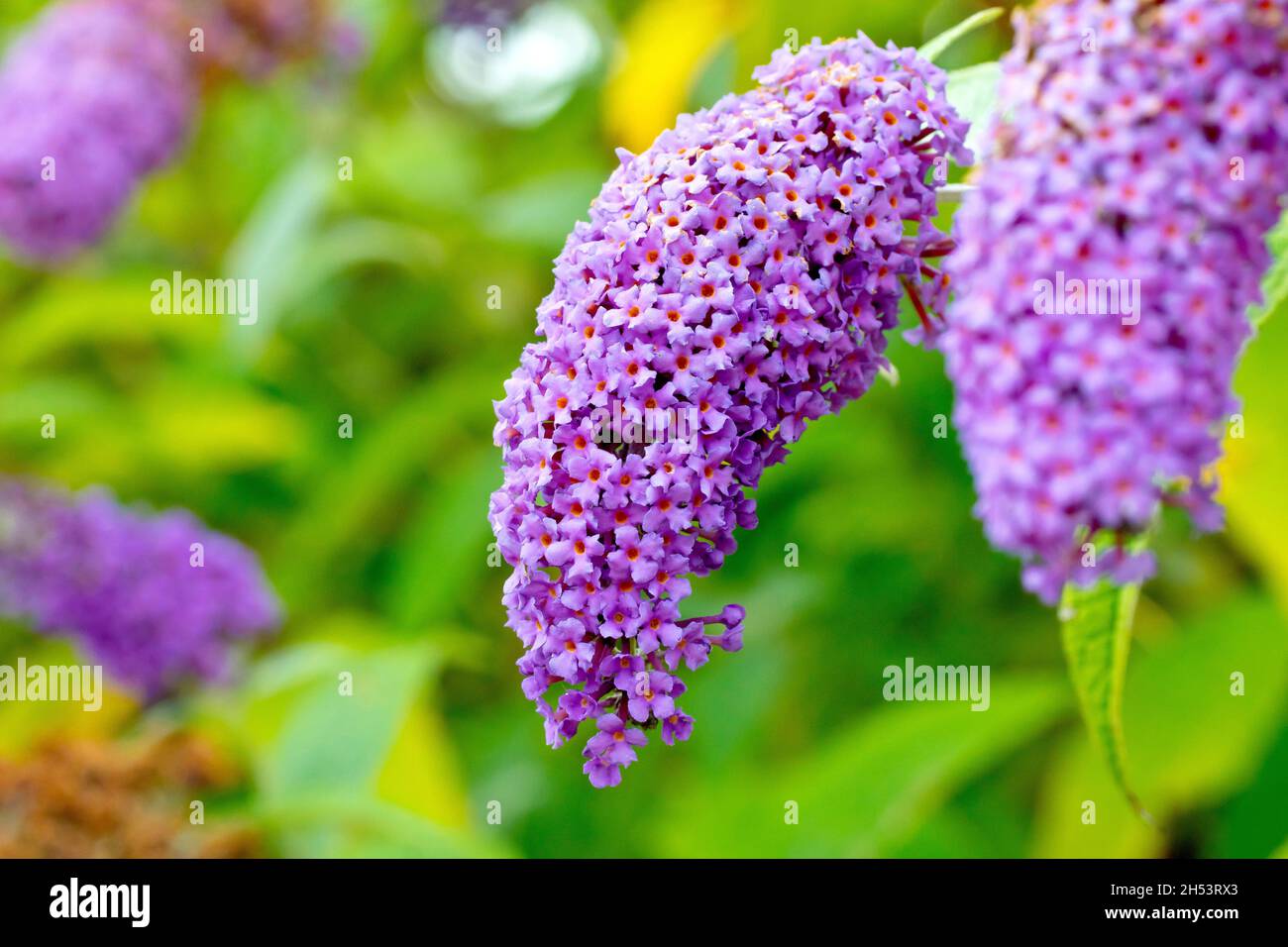 Buddleia or Buddleja (buddleja davidii), also known as Butterfly Bush ...