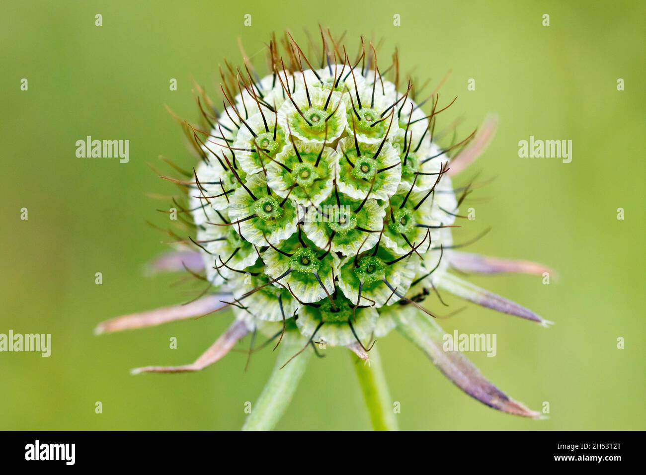 Scabious seedheads hi-res stock photography and images - Alamy