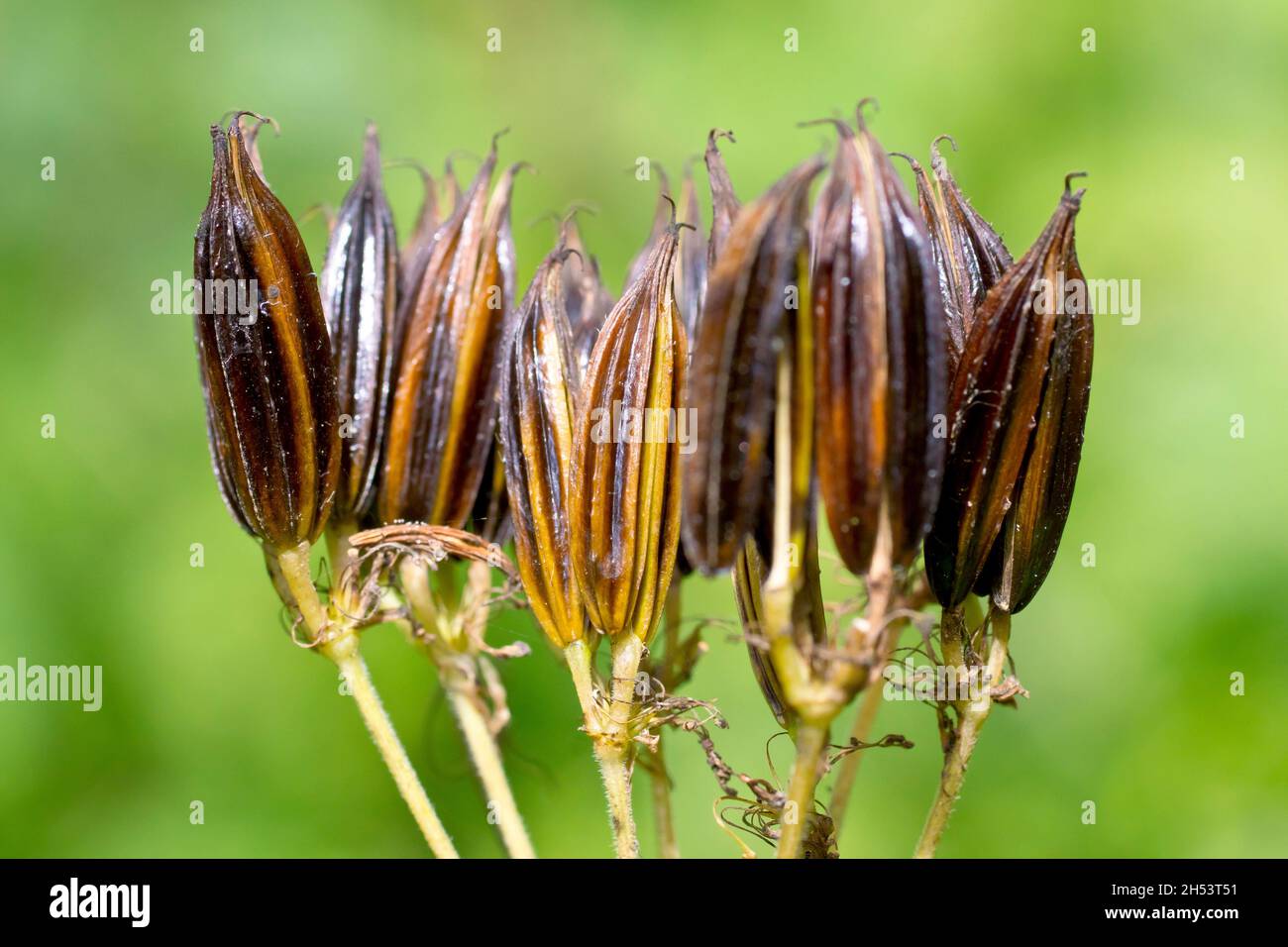 Sweet Cicely (myrrhis odorata), close up showing a cluster of mature ...