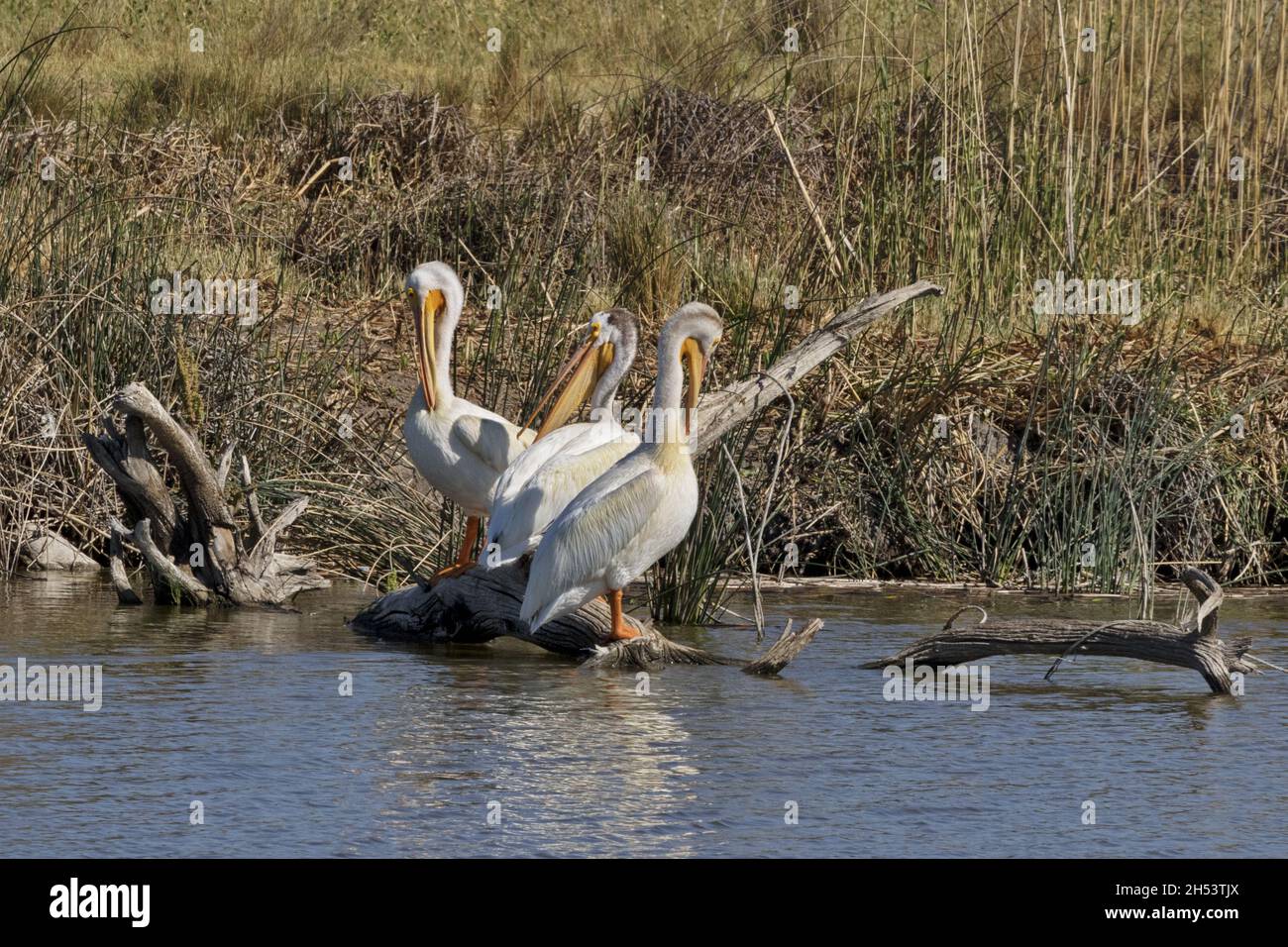 Three pelicans perch preen as they stand on a log partially submerged ...