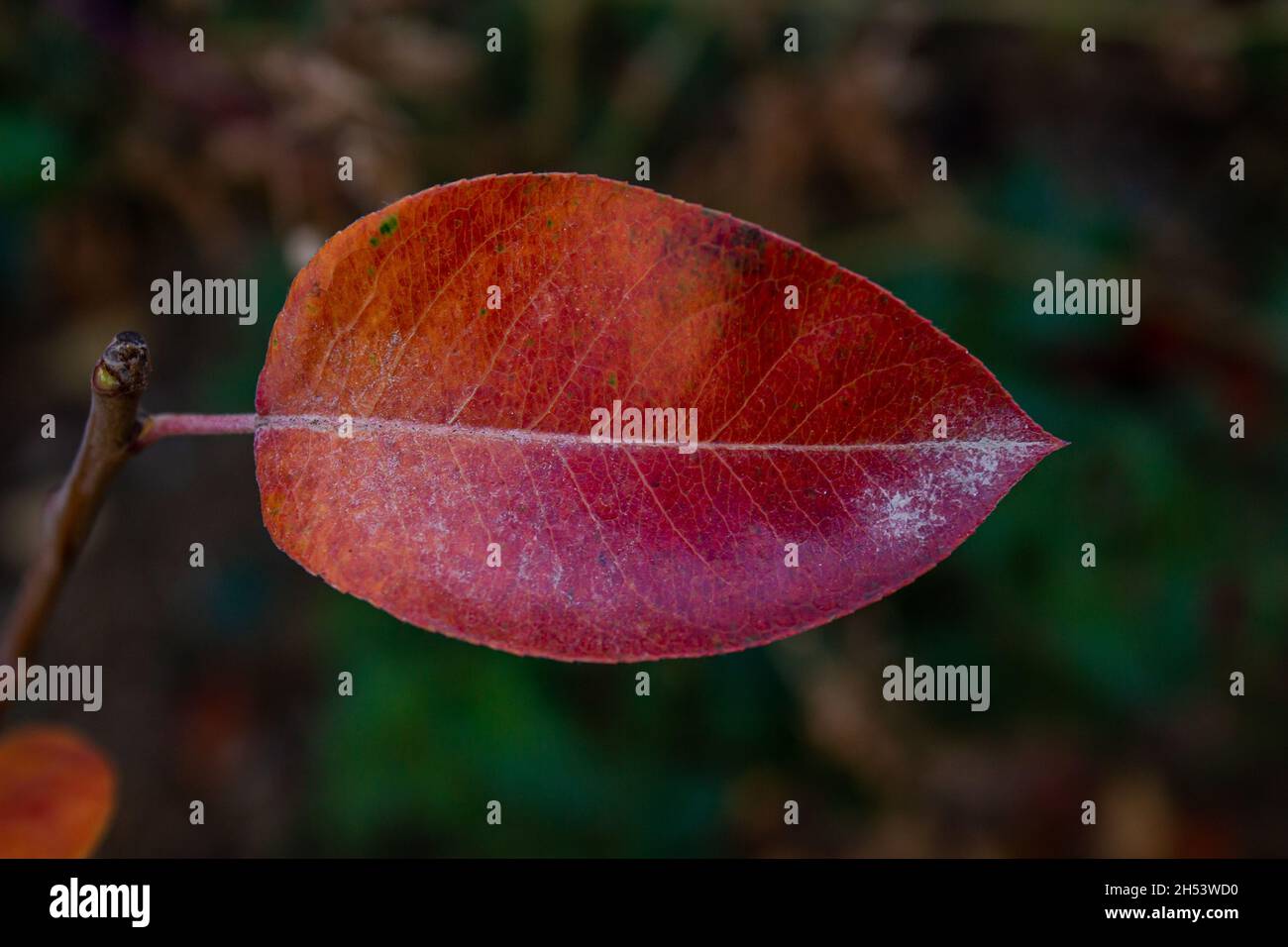 Red leaf, a single red tree leaf in blur nature background Stock Photo ...