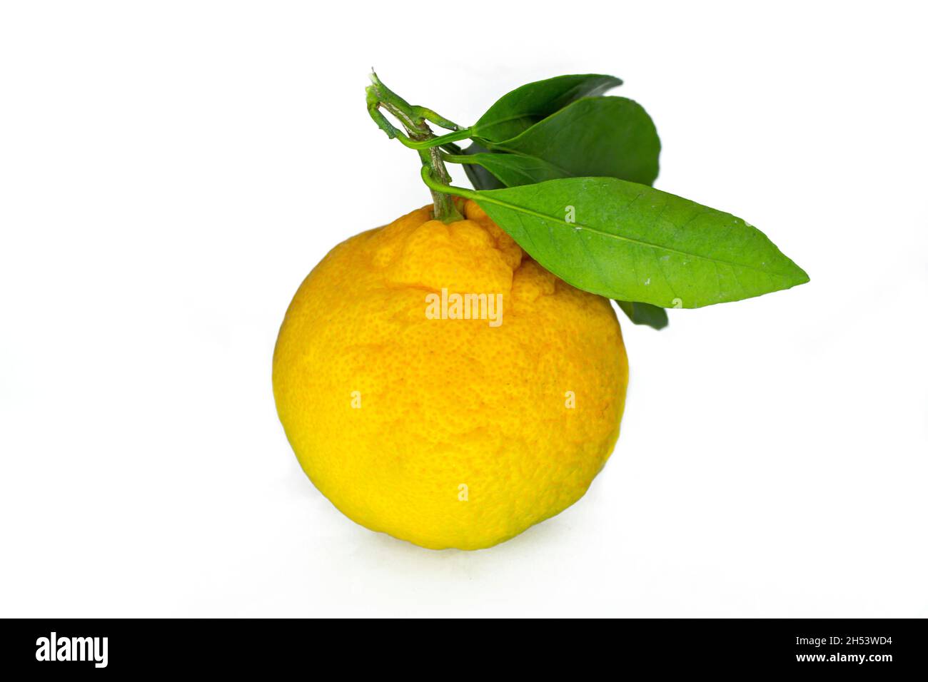 Organic mandarin, a single mandarin or tangerine with green leaf ...