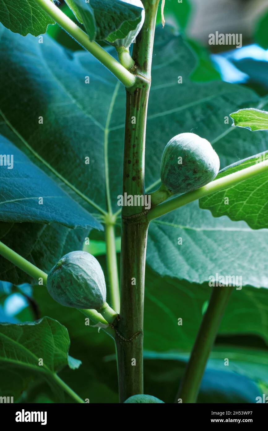 Figs pictures hi-res stock photography and images - Alamy