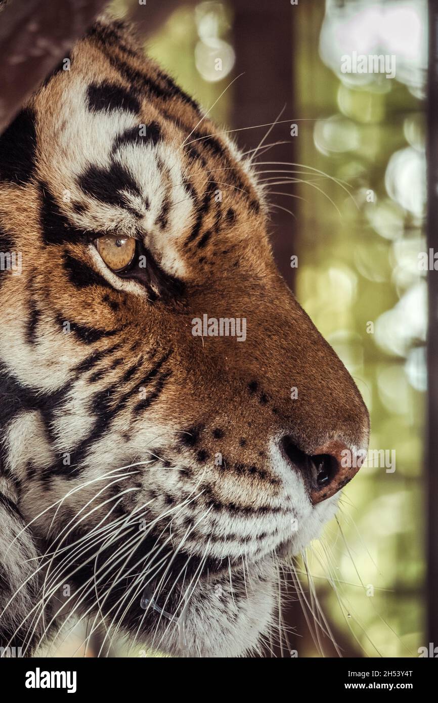 Cat side profile hi-res stock photography and images - Alamy