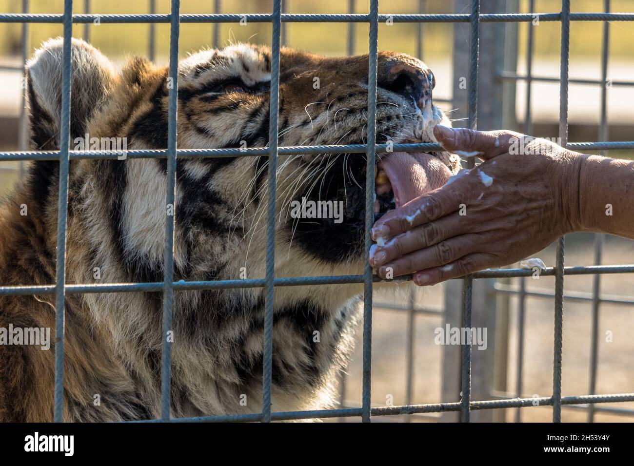 Close up portrait of a Siberian tiger licking and eating a sweet cream ...