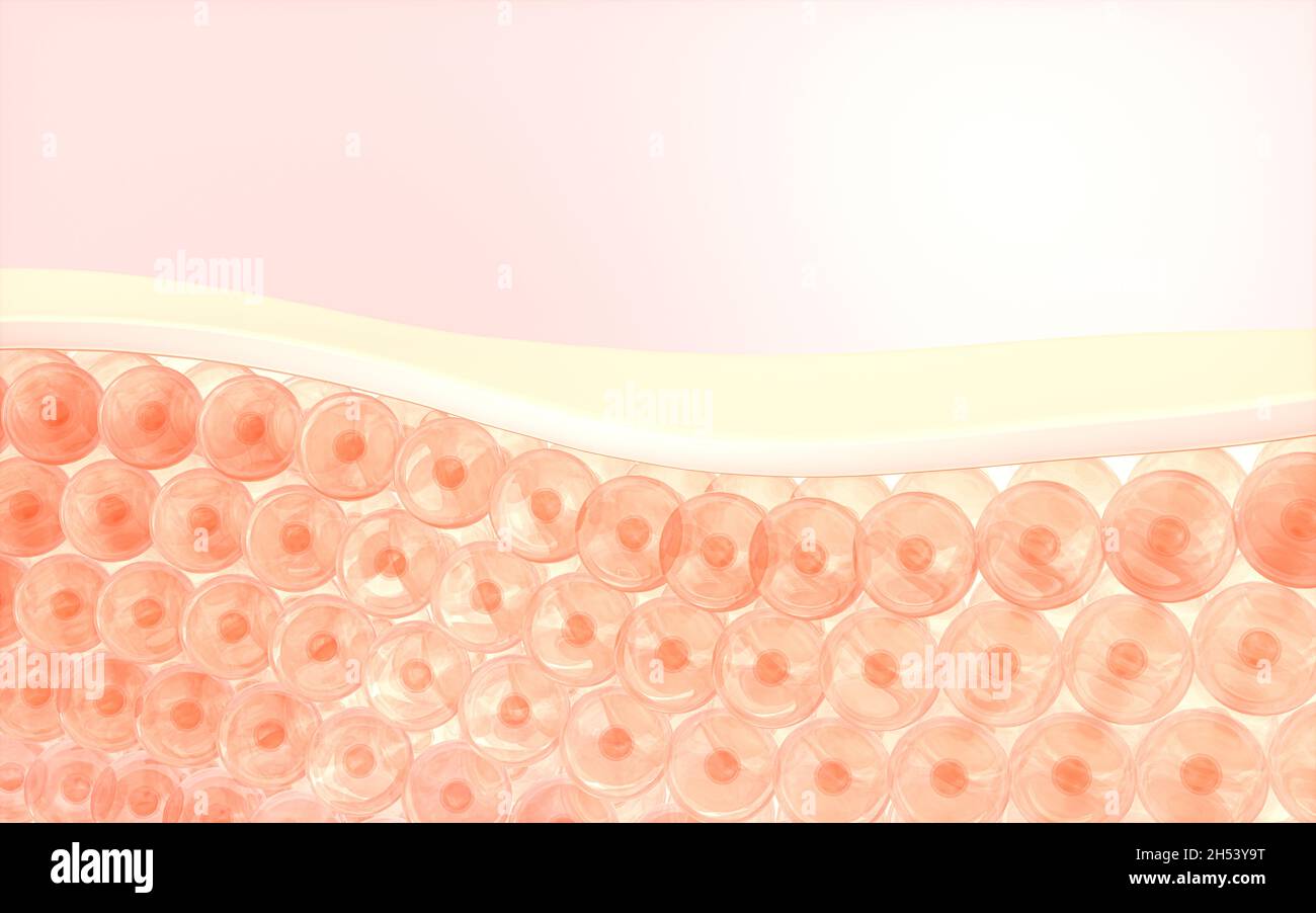 Layers of skin drawing hi-res stock photography and images - Alamy