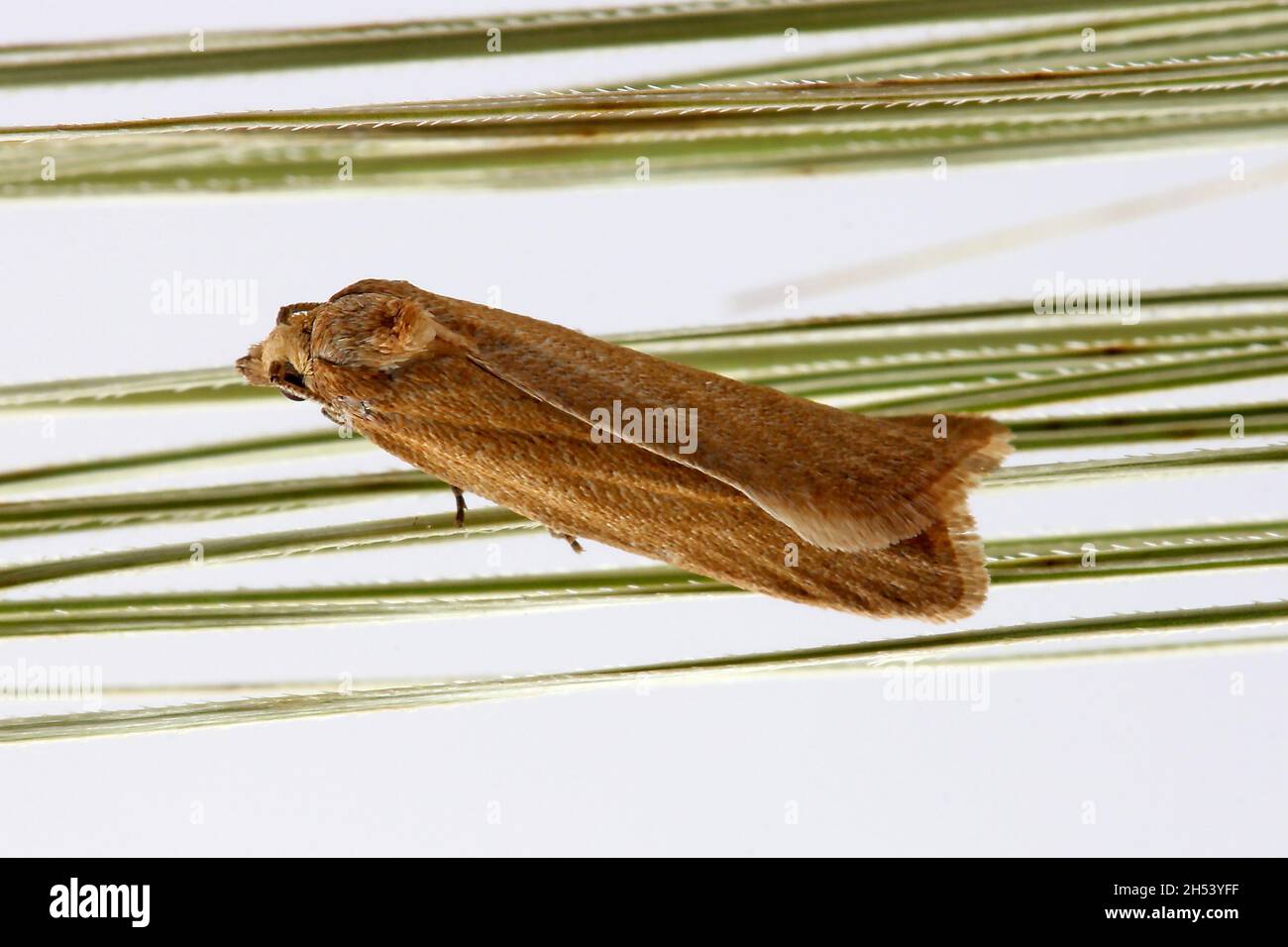 Cnephasia longana the omnivorous leaftier moth, long-winged shade or ...