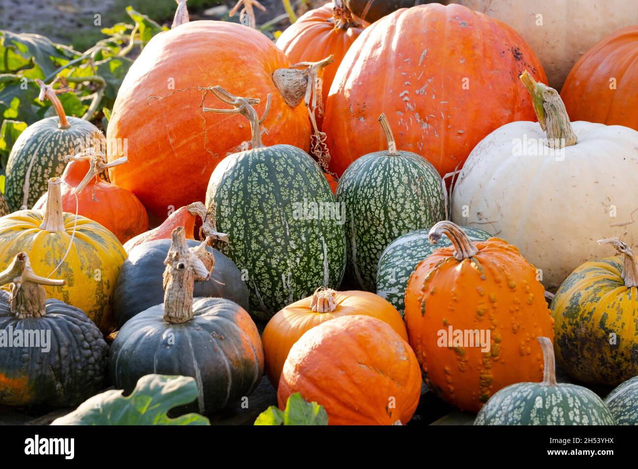 Multi coloured pumpkins hi-res stock photography and images - Alamy