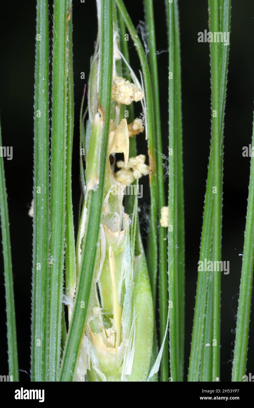 Ear moth hi-res stock photography and images - Alamy