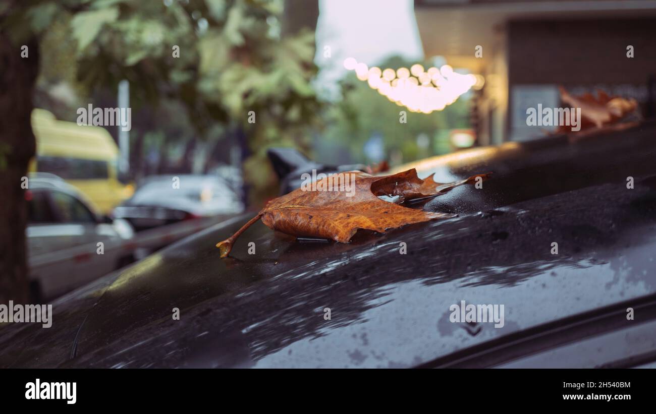 The fallen orange leaf of the sycamore tree on the roof of the car is ...