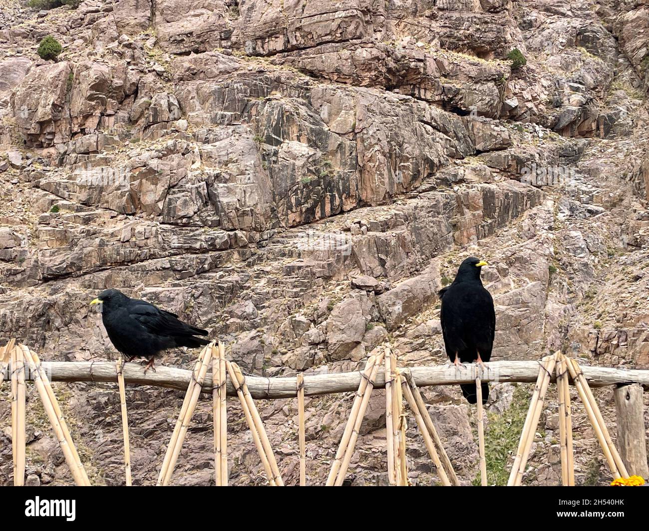 Ravens challenge hi-res stock photography and images - Alamy