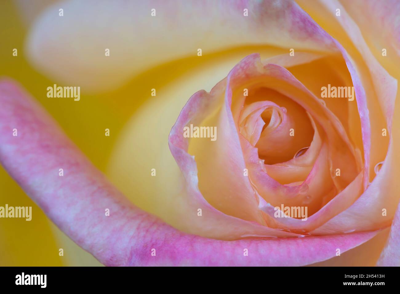 Red rose yellow center garden hi-res stock photography and images - Alamy
