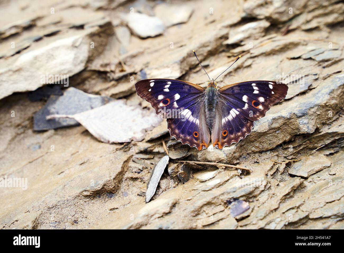 Purple Emperor Butterfly Habitat