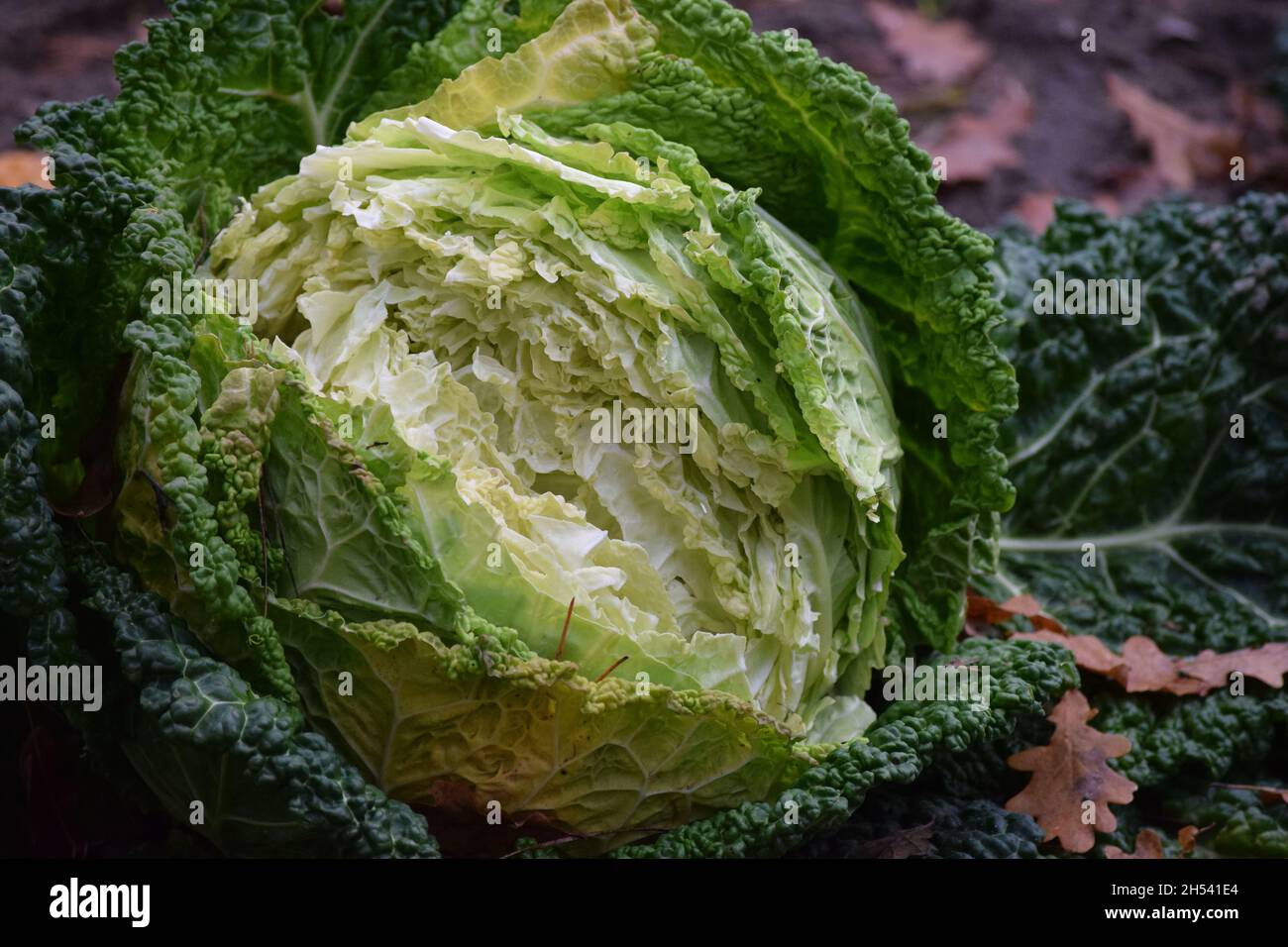 Irresistible animal hi-res stock photography and images - Alamy