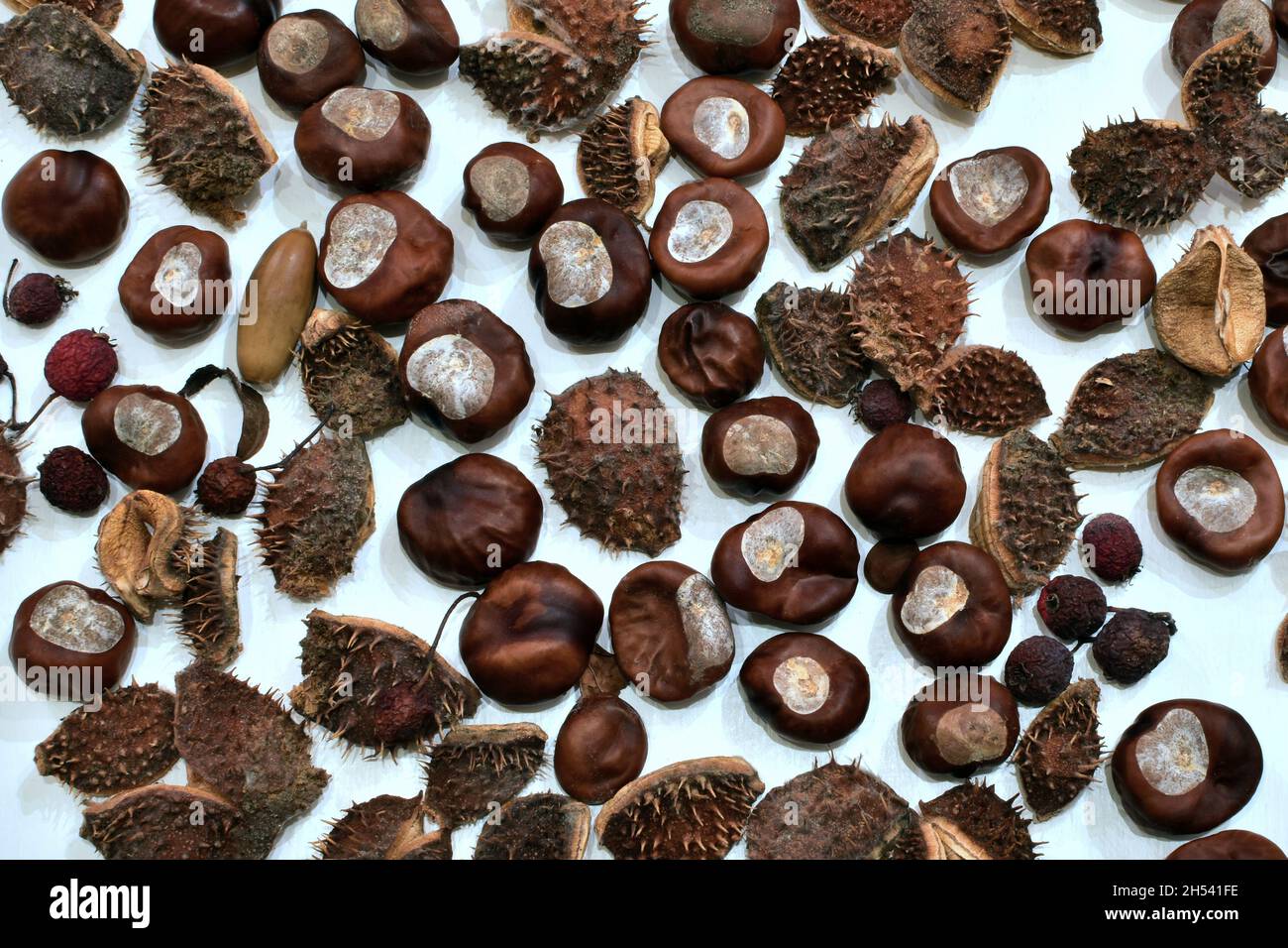 Chestnut fruits with dried shells on white background close up Stock ...