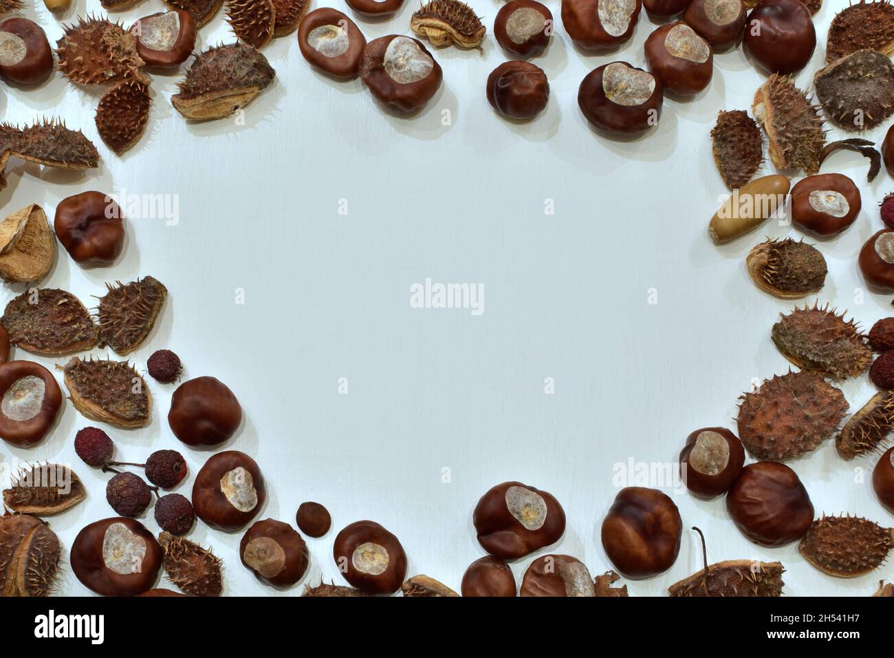 Chestnut fruits with dried shells on white background close up with ...