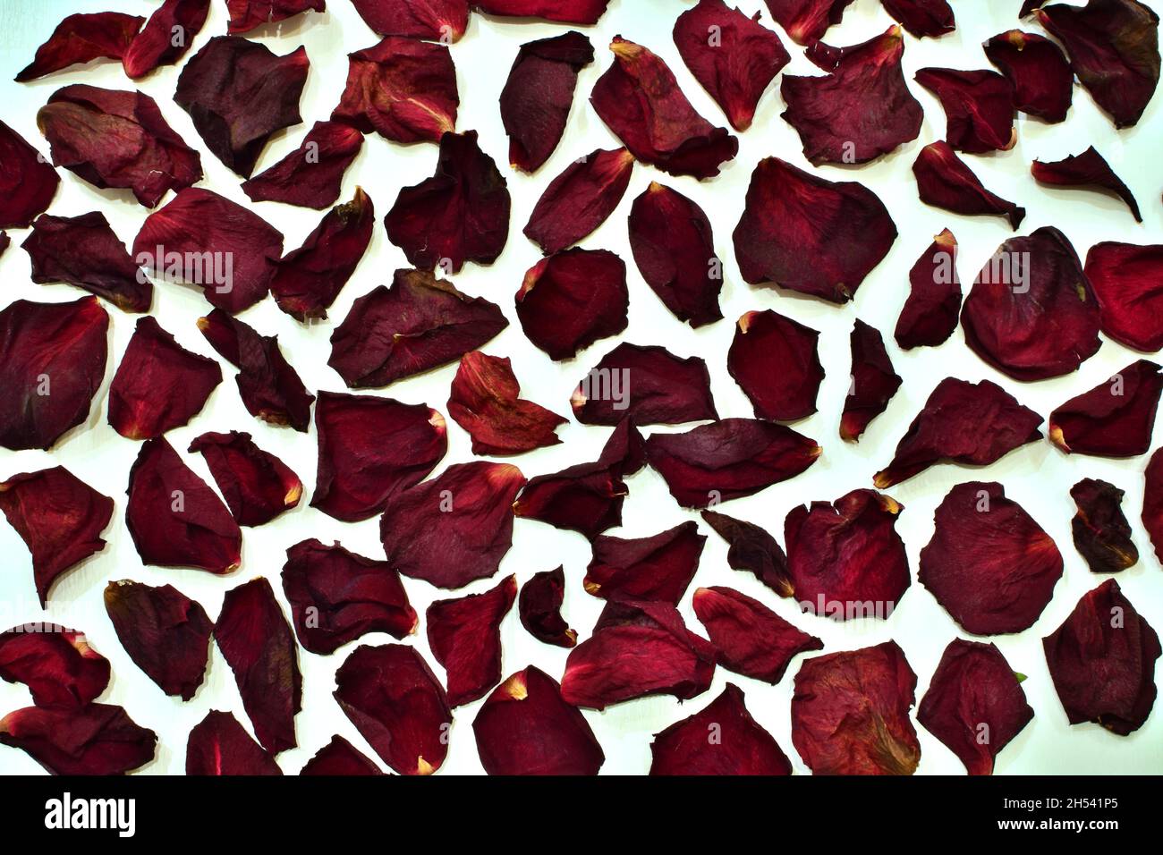 Red rose fallen dried petals on white background. High quality photo ...