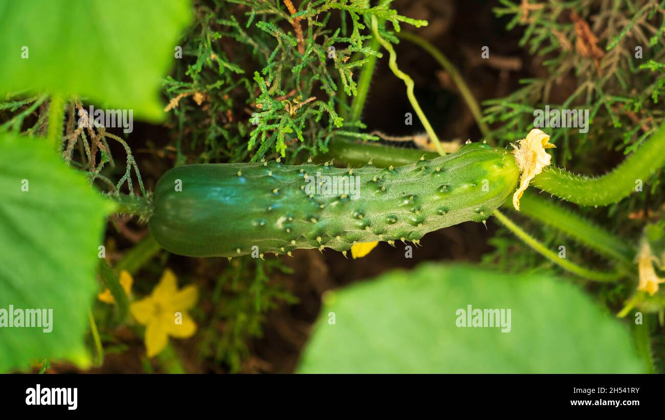 Cucumber plant with first fruits growing Stock Photo - Alamy