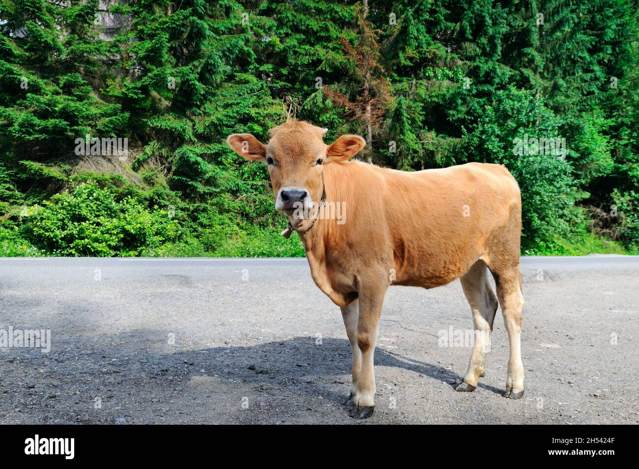 A small calf in the nature. A bright sunny day Stock Photo - Alamy