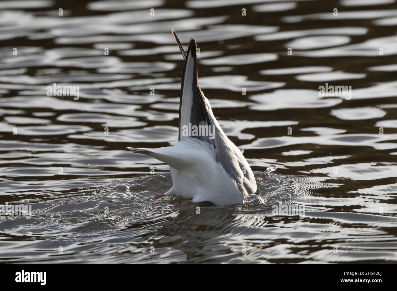 Seagull fishing for food upside down in water Stock Photo - Alamy