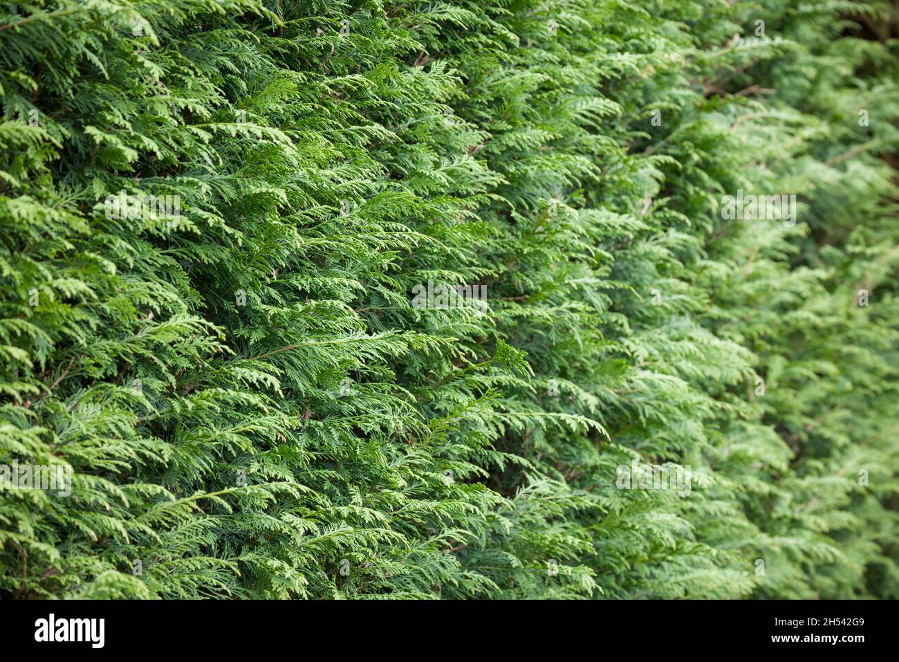 Leylandii hedge conifer hi-res stock photography and images - Alamy