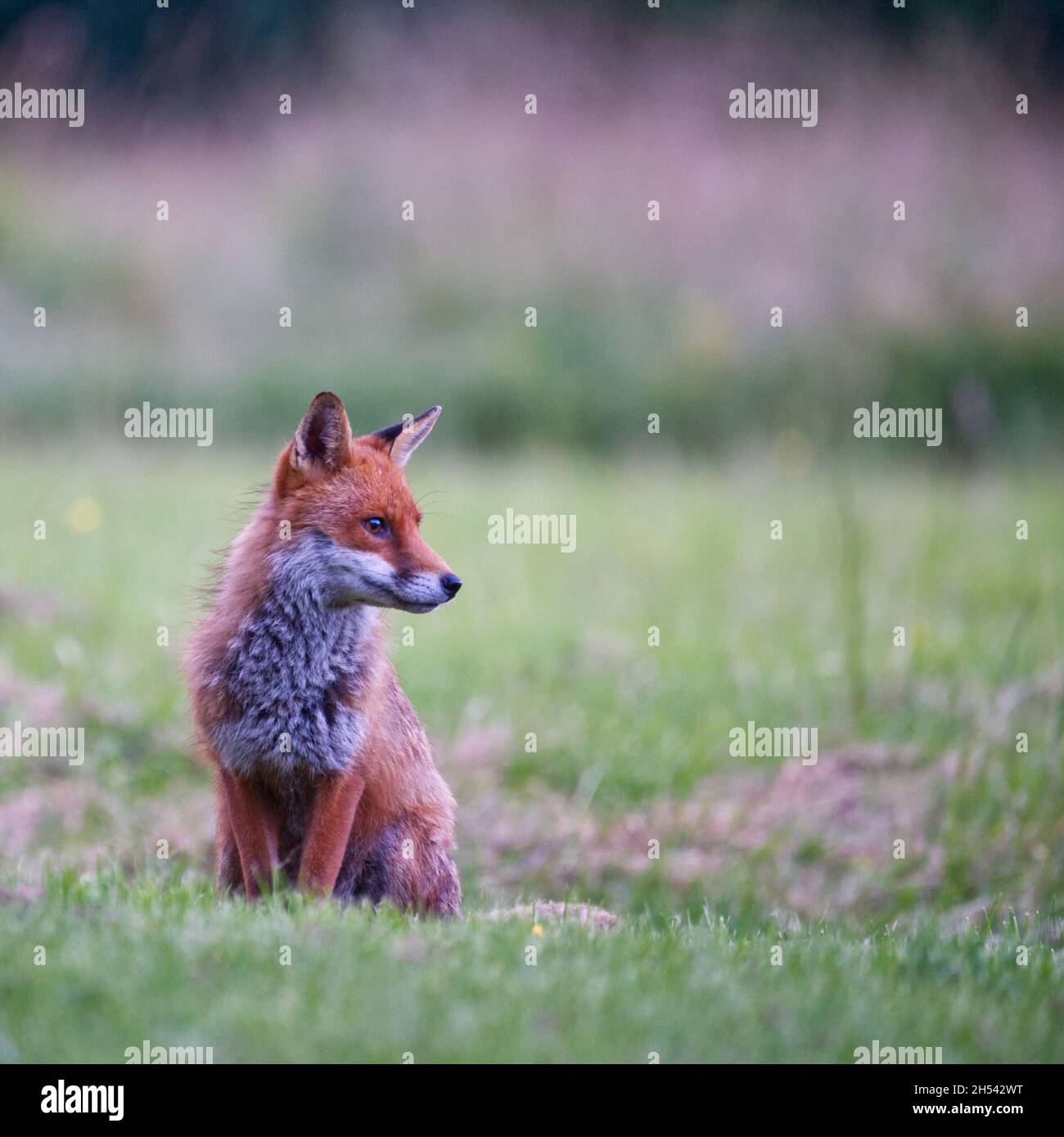 Red fox sitting beside tree hi-res stock photography and images - Alamy