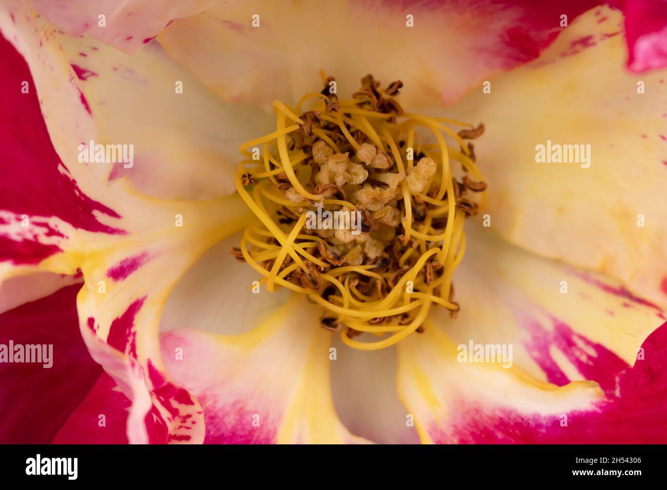 Red rose yellow center garden hi-res stock photography and images - Alamy