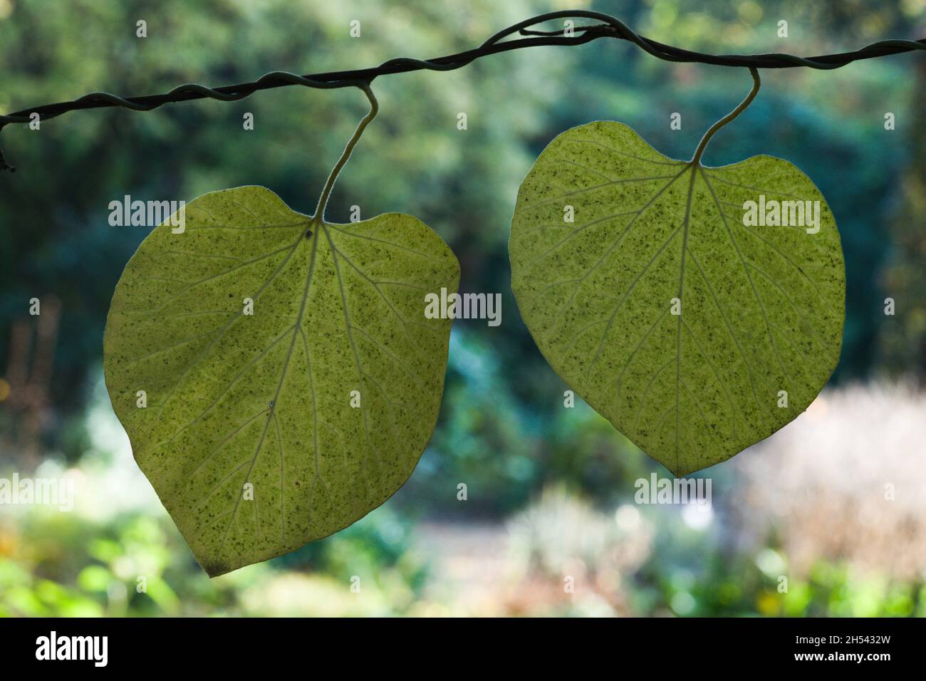 Closeup shot of two leaves hanging on the wire as a decoration on the ...