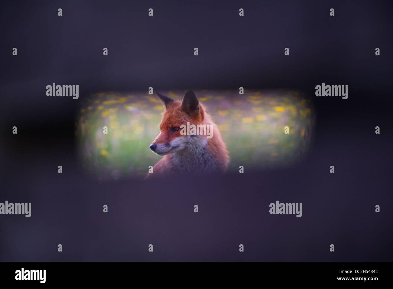 Front facing red fox hi-res stock photography and images - Alamy