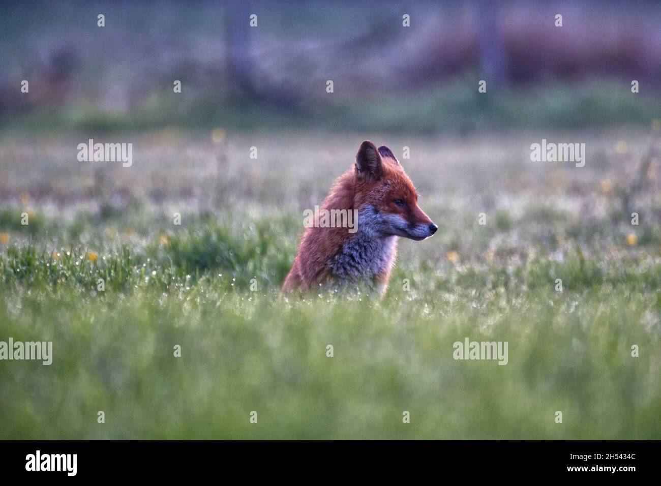 Front facing red fox hi-res stock photography and images - Alamy