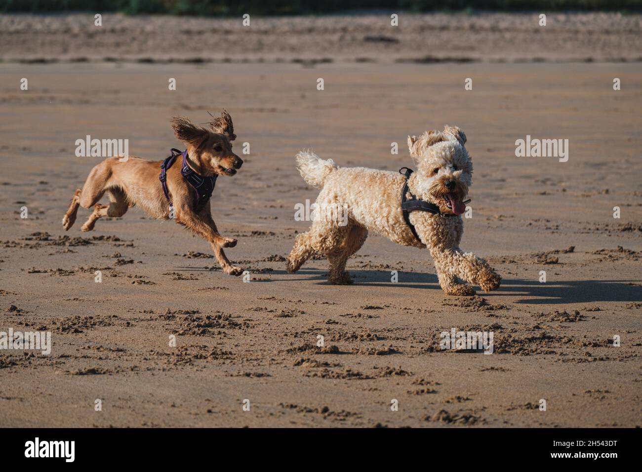 Cockapoo dog running and playing on a sandy beach Stock Photo - Alamy