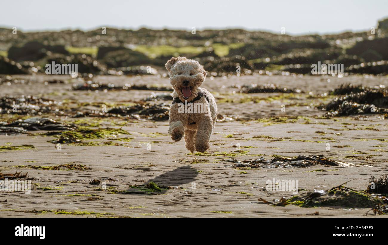 Cockapoo dog running and playing on a sandy beach Stock Photo - Alamy