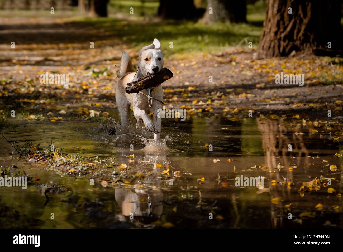 Female dog playing with a log and running and splashing on a puddle in ...