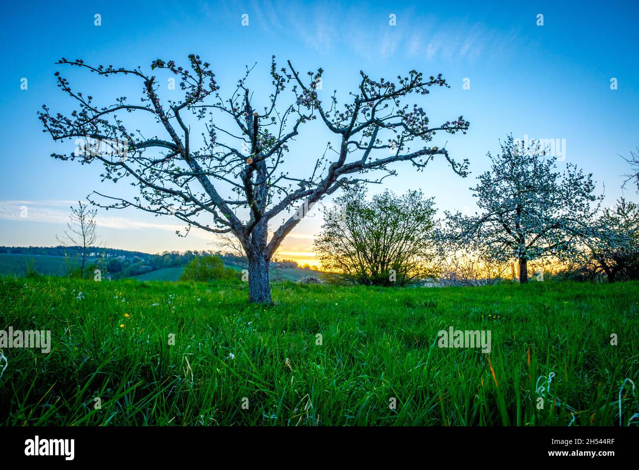 Field of fruit trees at sunrise Stock Photo - Alamy