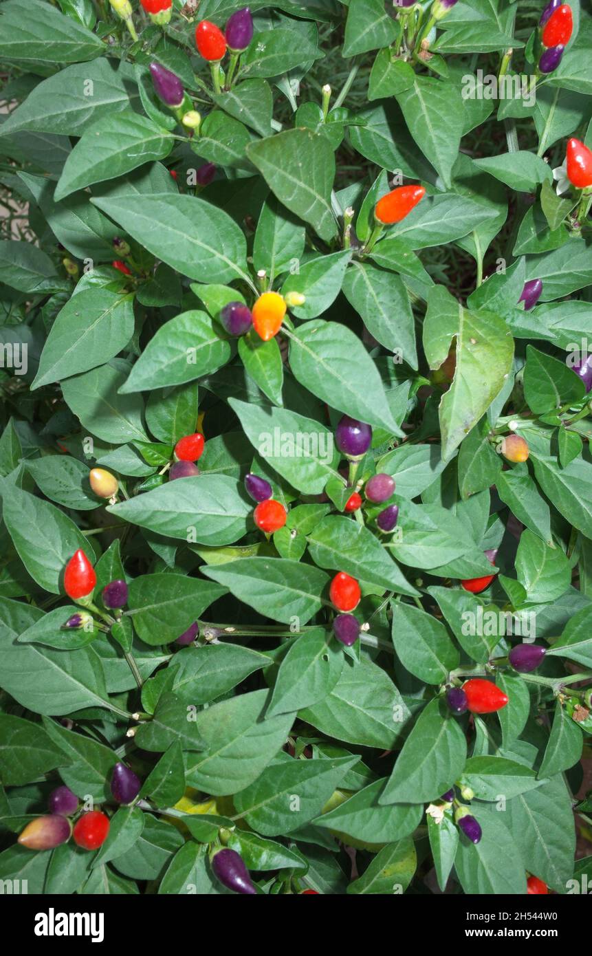 Chili pepper fruits close-up Stock Photo - Alamy