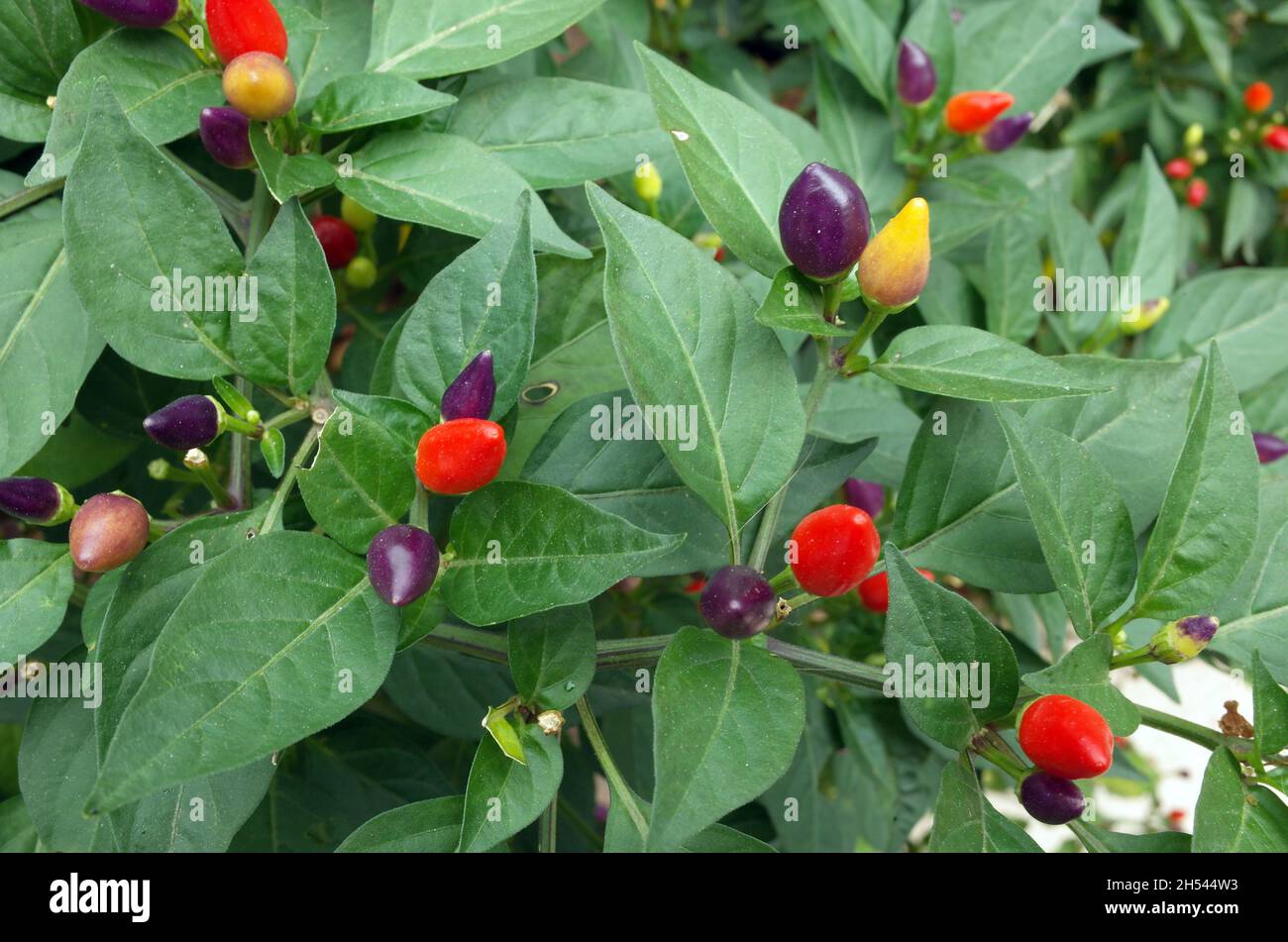 Chili pepper fruits close-up Stock Photo - Alamy