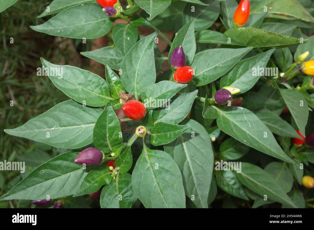 Chili pepper fruits close-up Stock Photo - Alamy