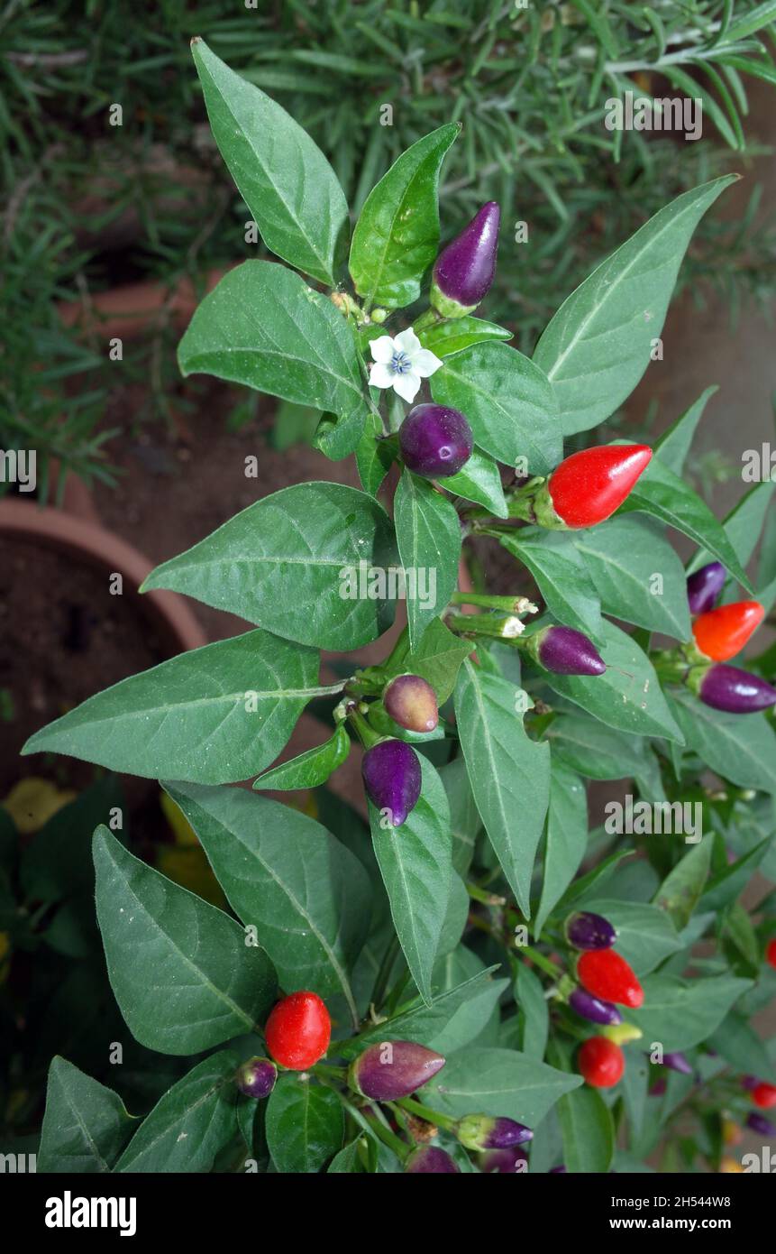 Chili pepper fruits close-up Stock Photo - Alamy