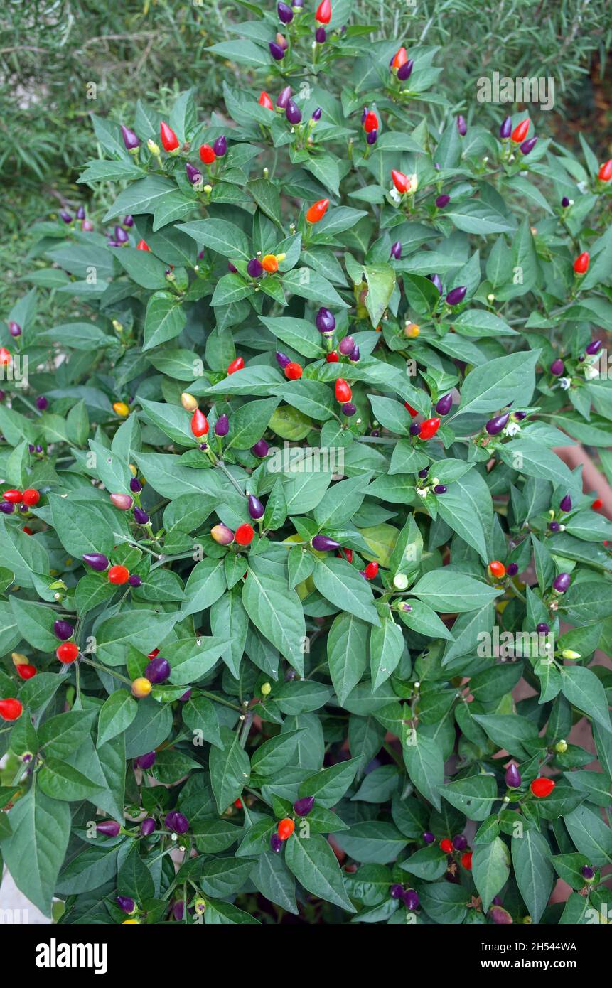 Chili pepper fruits close-up Stock Photo - Alamy