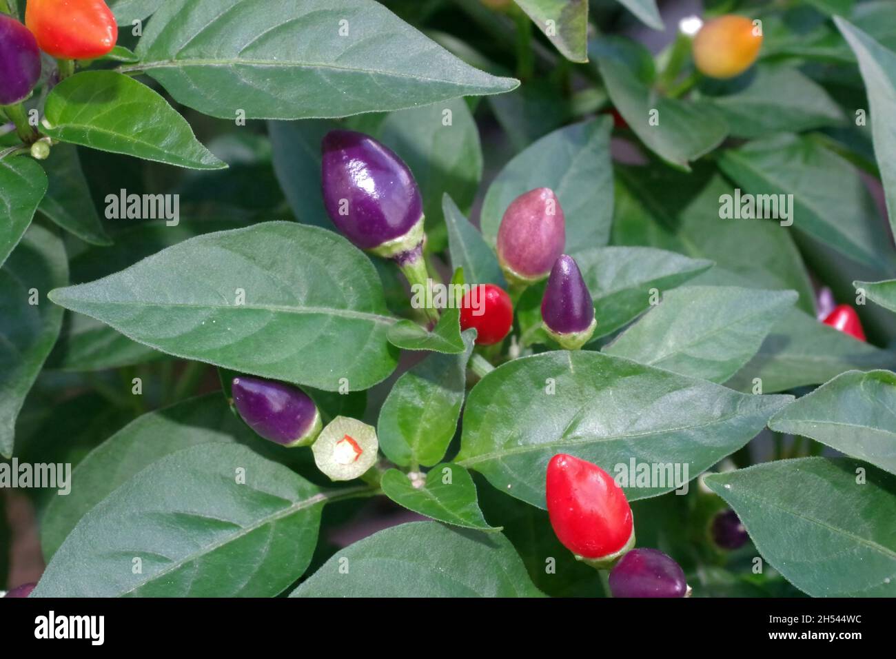 Chili pepper fruits close-up Stock Photo - Alamy