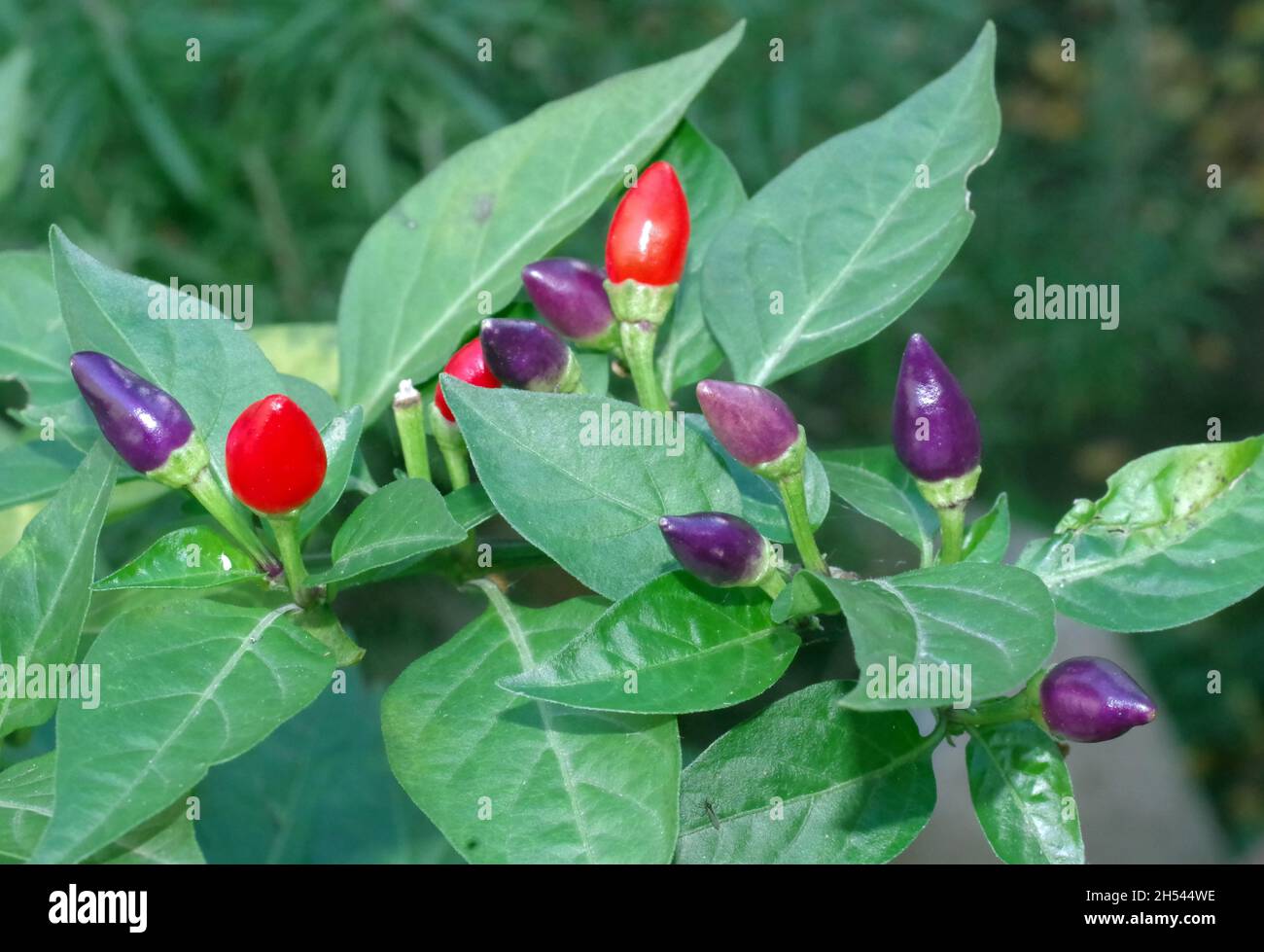 Violet Chili High Resolution Stock Photography and Images - Alamy