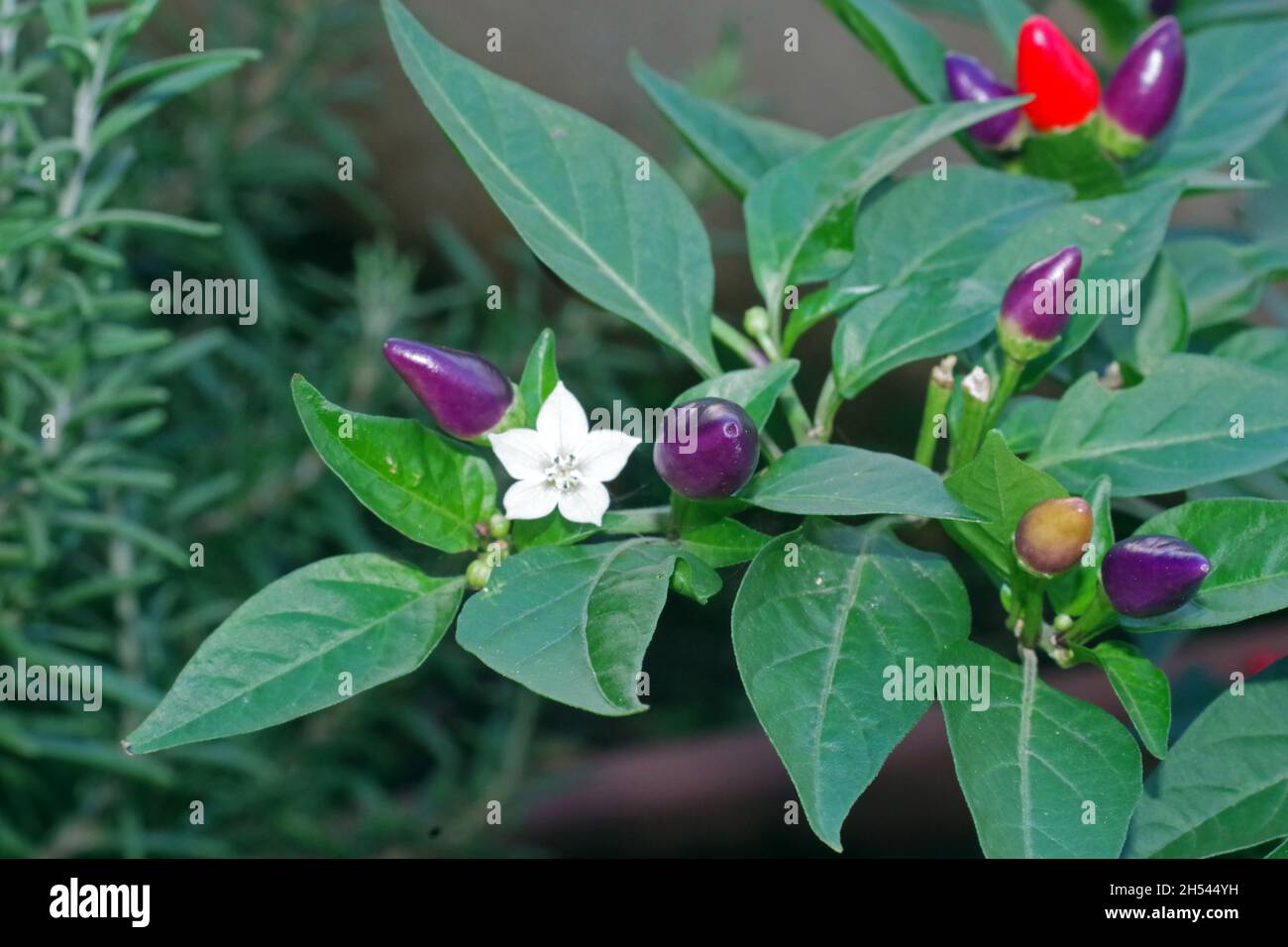 Violet Chili High Resolution Stock Photography and Images - Alamy