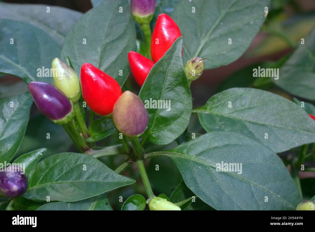 Chili pepper fruits close-up Stock Photo - Alamy
