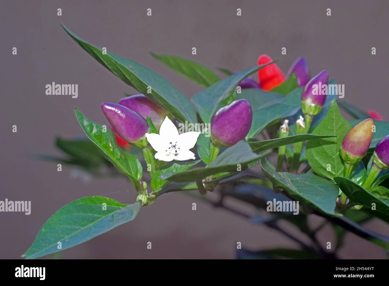 Chili pepper fruits close-up Stock Photo - Alamy