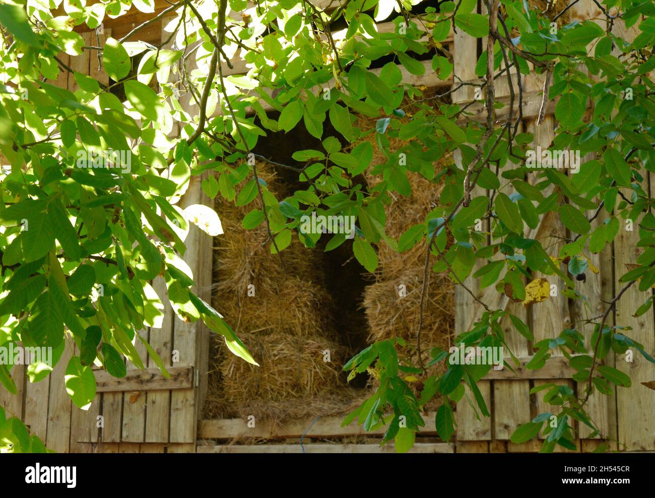 Close up barn full of hay, Sibiel, Transylvania, Romania Stock Photo ...